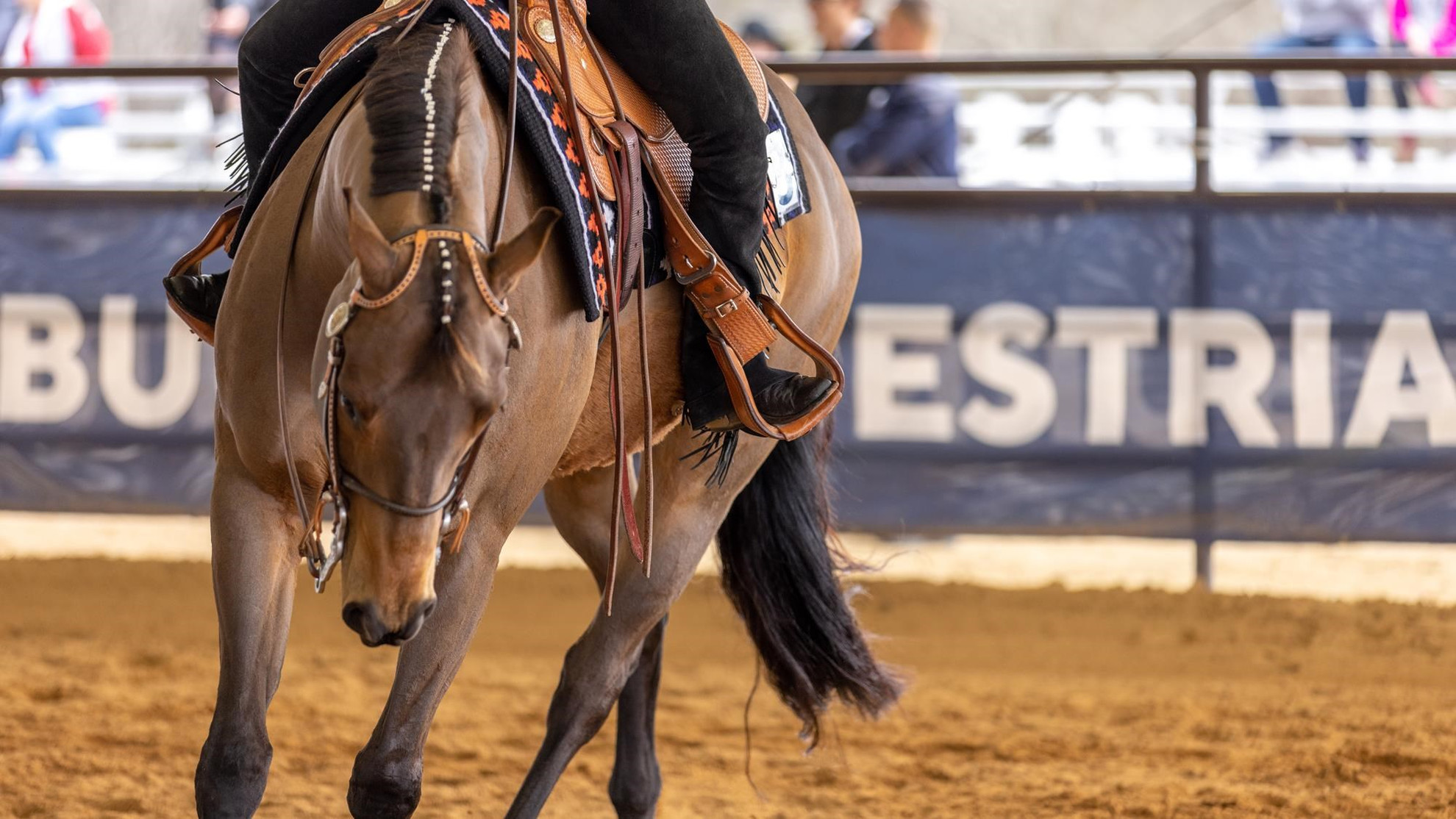 Equestrian adds three for 2023-24 - Auburn Tigers - Official Athletics ...