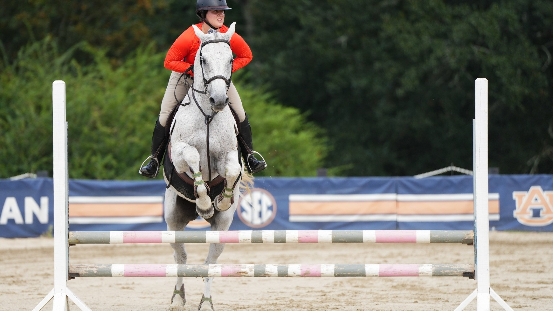 Equestrian - Auburn Tigers - Official Athletics Website